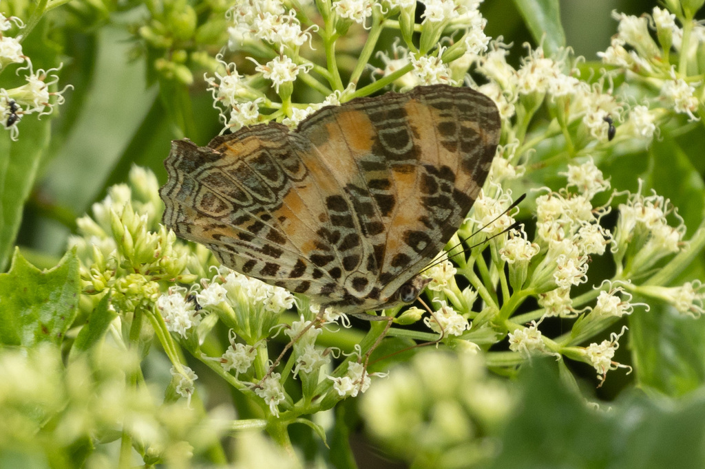 Himalayan jester from Tambunan, Sabah, Malaysia on October 14, 2023 at ...