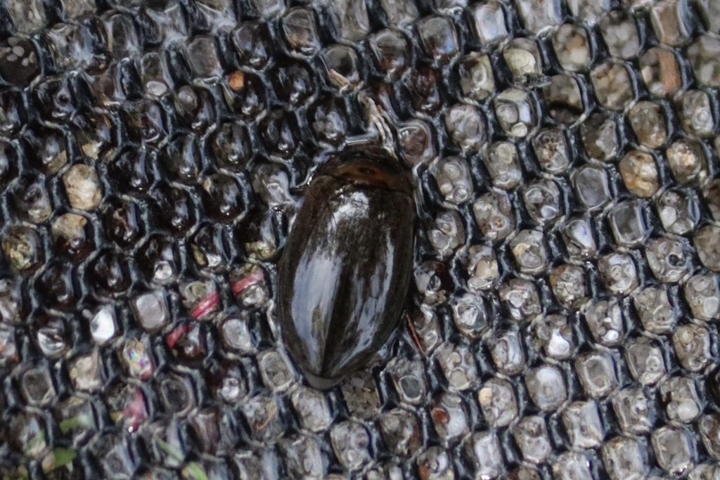 Rhantus from Waterbuttons Park, Success, WA, AU on October 21, 2023 at ...