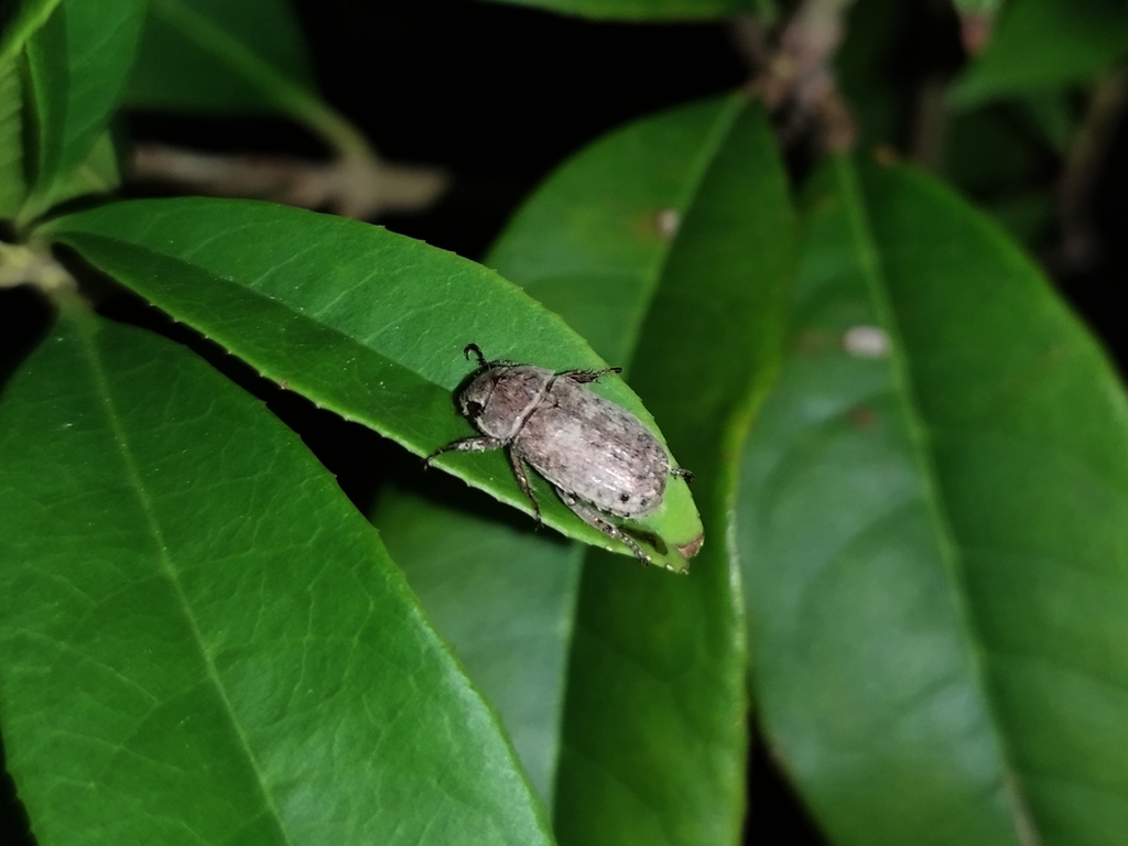 Adoretus from 711, Taiwan, 台南市歸仁區大潭里 on October 12, 2023 at 09:18 PM by ...