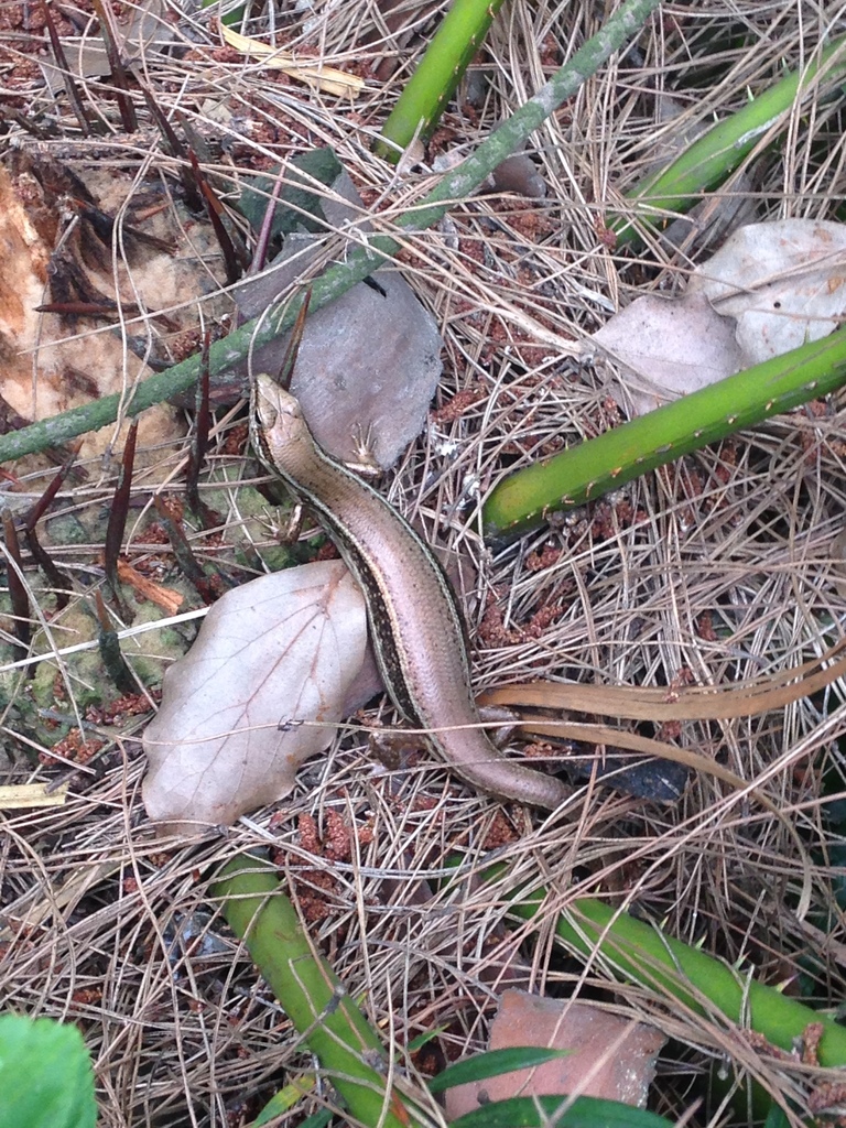 Asian Forest Skinks from 重庆市 on May 29, 2017 at 09:43 AM by amicius ...