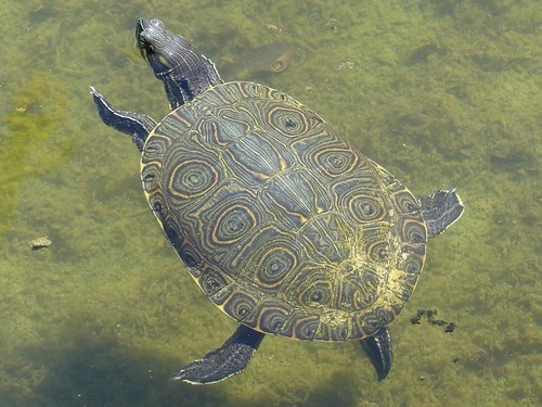 Mesoamerican Slider (Animals of Parque de María Luisa) · iNaturalist
