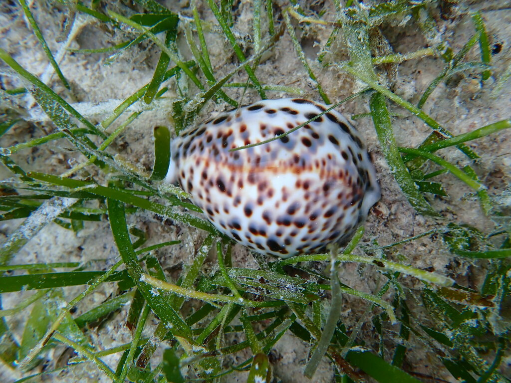 Tiger Cowry from Fanjove Island, Tanzania on October 19, 2023 at 03:07 ...