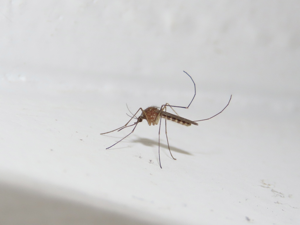 White-dotted Mosquito in October 2023 by Josh Emm · iNaturalist