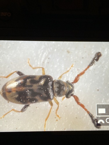 Aderus intricatus · iNaturalist