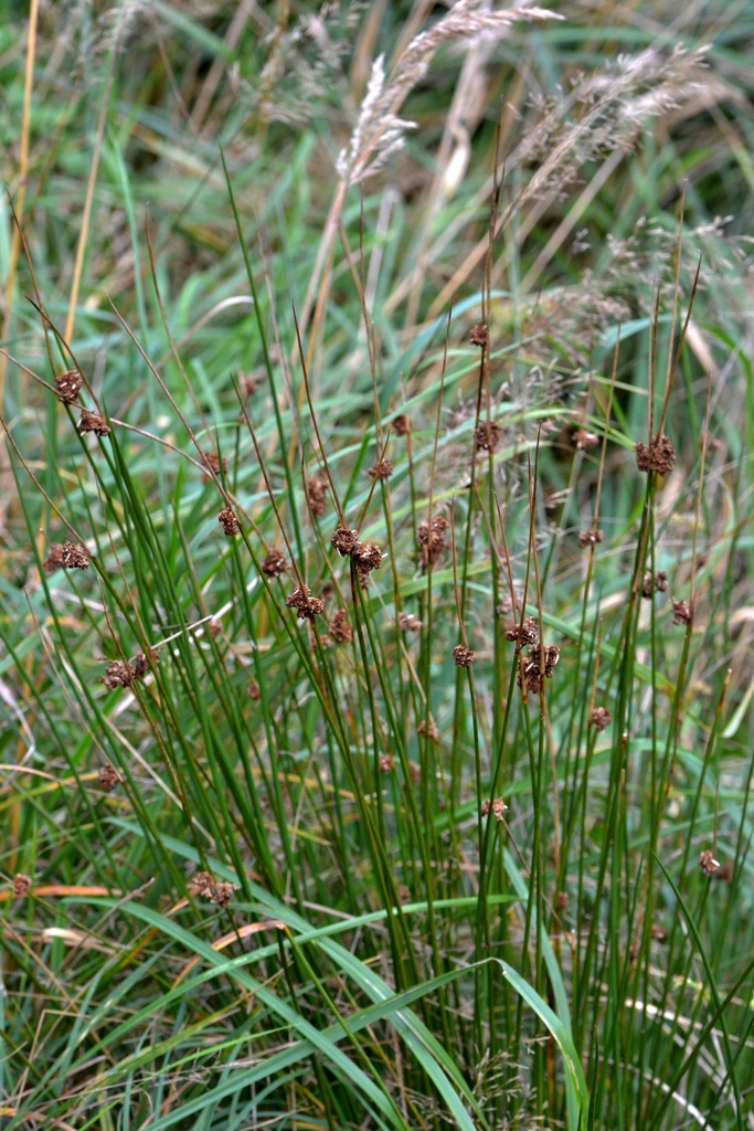 Compact Rush from 294 01 Nová Ves u Bakova-Bakov nad Jizerou, Česko on ...