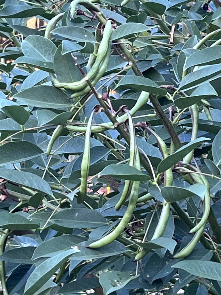Cockspur coral tree from Kalinga Park, Kalinga, QLD, AU on October 21 ...