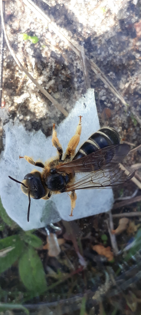 Giant Furrow Bee from Bezirk Charlottenburg-Wilmersdorf, Berlin ...