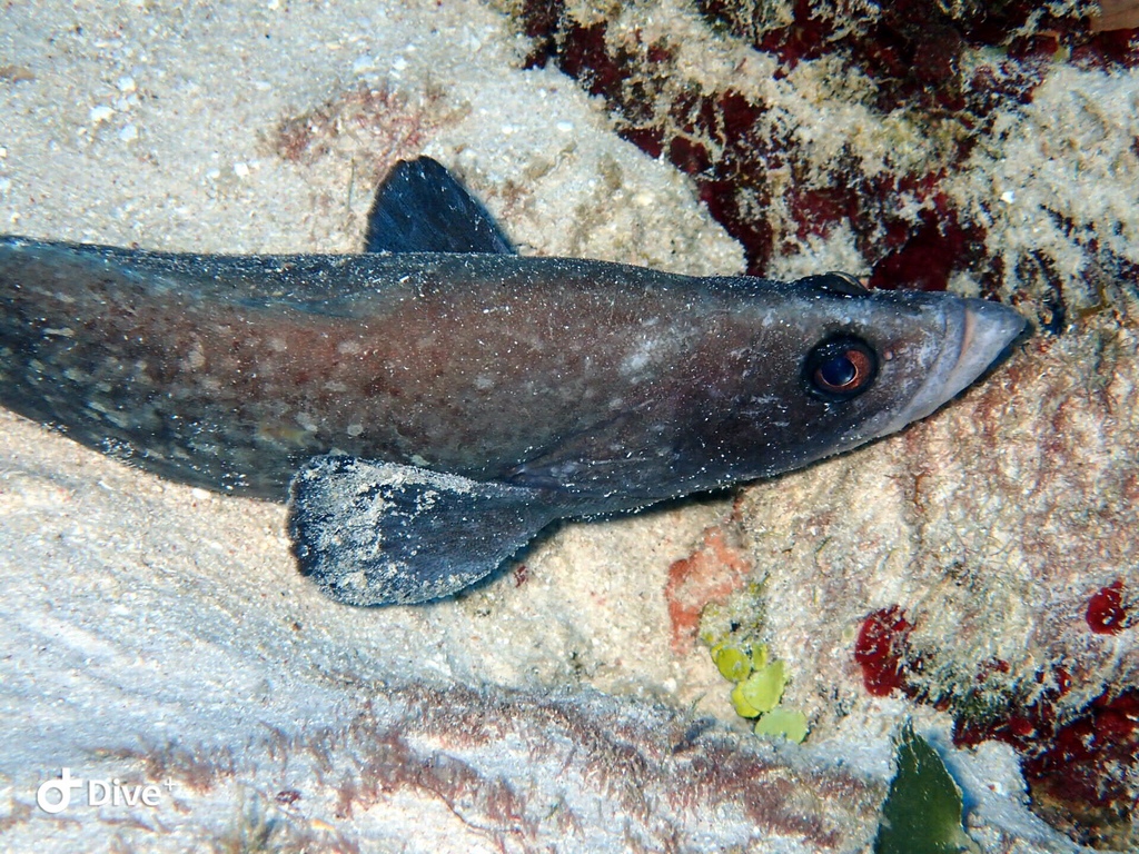 Greater Soapfish (Rypticus saponaceus) - Marine Life Identification