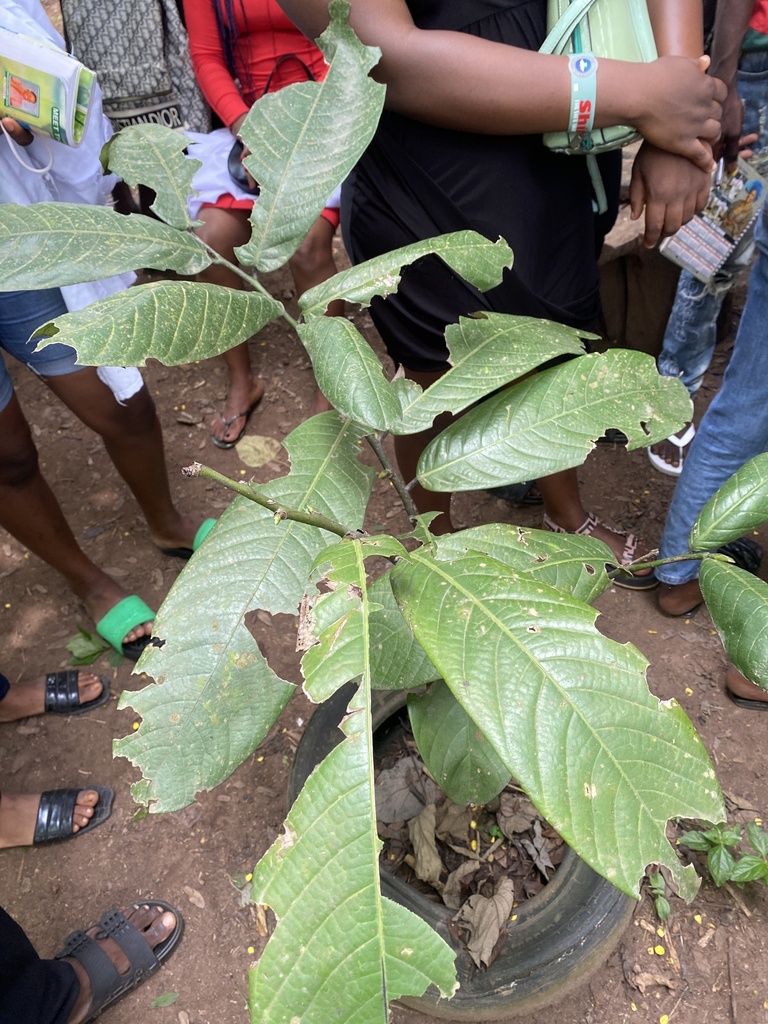 Panama rubber tree from Ado Ekiti, Ekiti, NG on October 21, 2023 at 12: ...