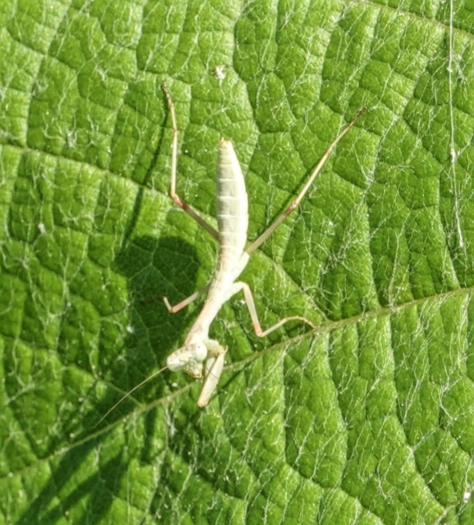 Mediterranean Mantis from Central Macedonia, Greece on June 13, 2023 at ...