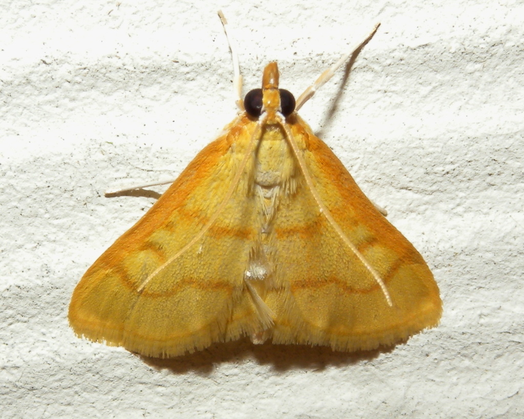Common Caramel Moth from Long Island, Southold, NY, US on August 20 ...