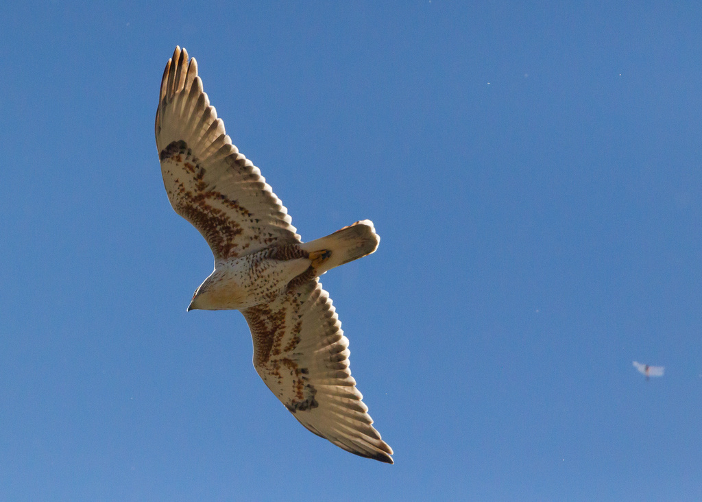 Ferruginous Hawk from Ash Creek Wildlife Area, Adin, CA, US on October ...