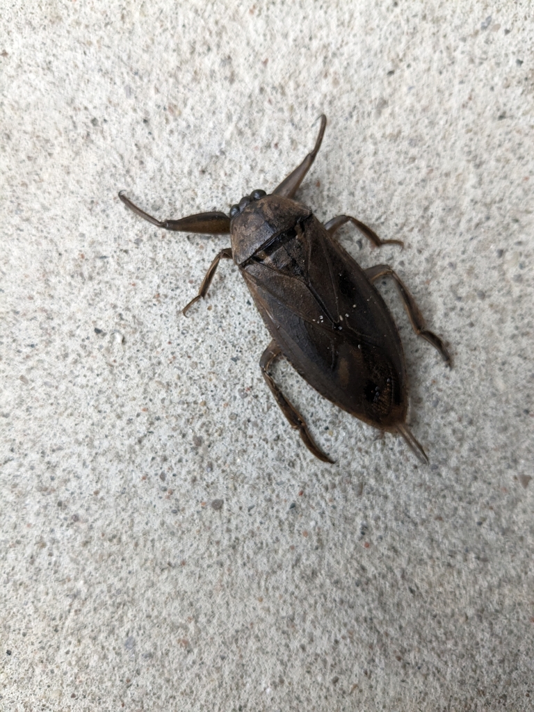 American Giant Water Bug from Gravenhurst, ON, Canada on October 21 ...