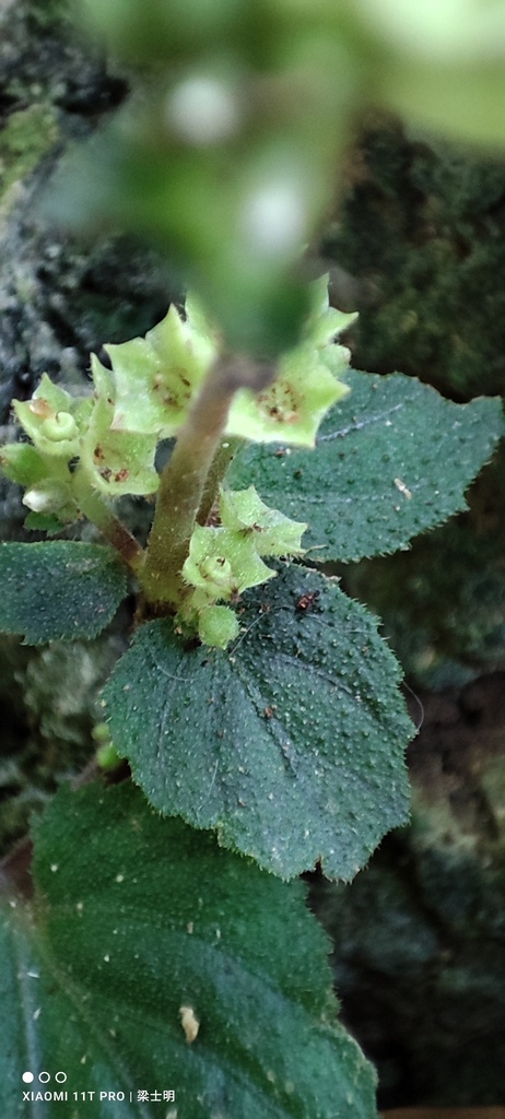 Epithema ceylanicum from 台灣高雄市鼓山區高雄 on October 20, 2023 at 10:21 AM by ...