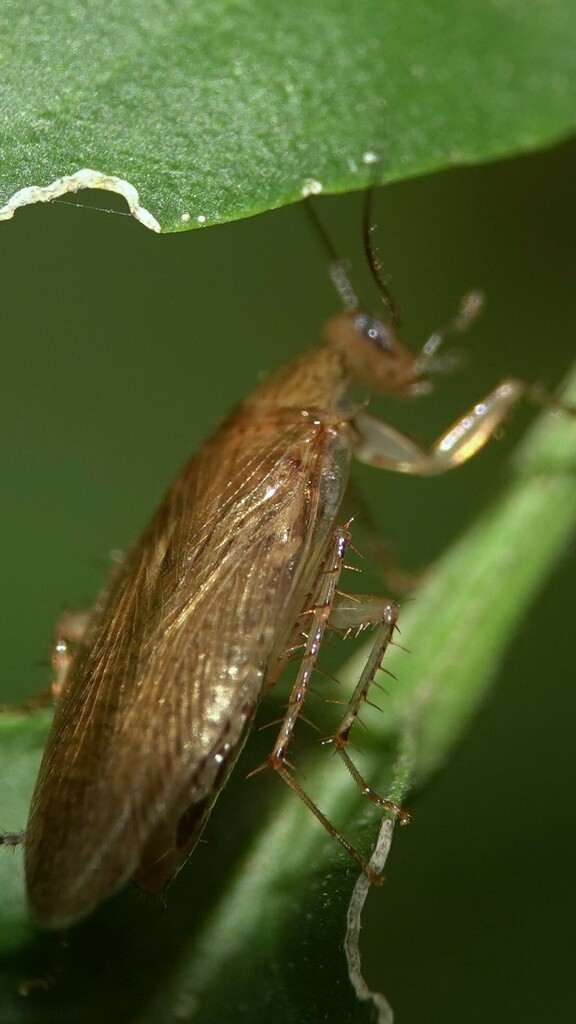 Blattella from BNHS CEC on October 15, 2023 at 08:44 AM by Dinesh ...