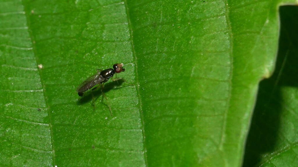 Acalyptrate Flies from BNHS CEC on October 15, 2023 at 08:56 AM by ...