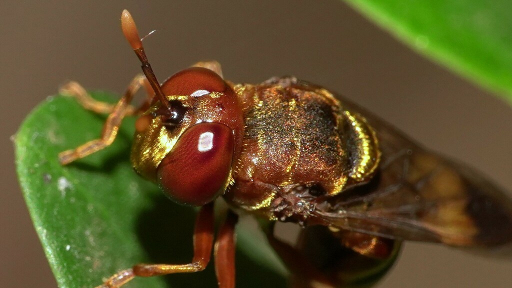 Metadon from BNHS CEC on October 15, 2023 at 09:12 AM by Dinesh Sharma ...