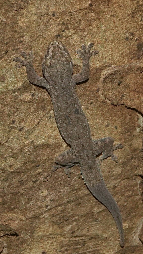 Bark Gecko from BNHS CEC on October 15, 2023 at 09:35 AM by Dinesh ...