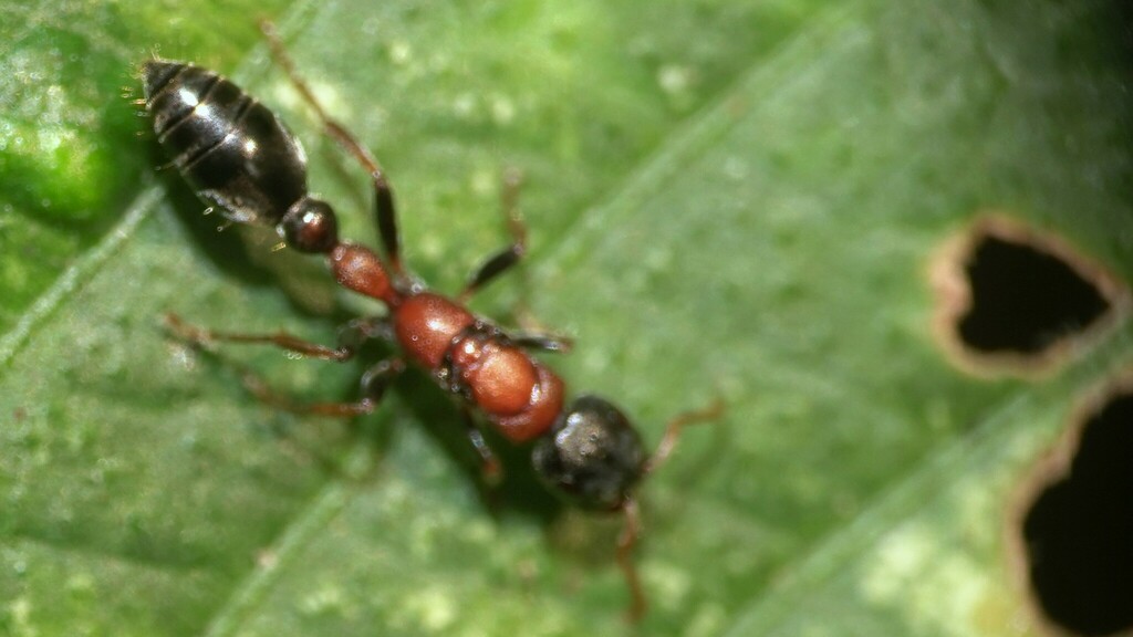 Arboreal Bicolored Slender Ant from BNHS CEC on October 15, 2023 at 09: ...