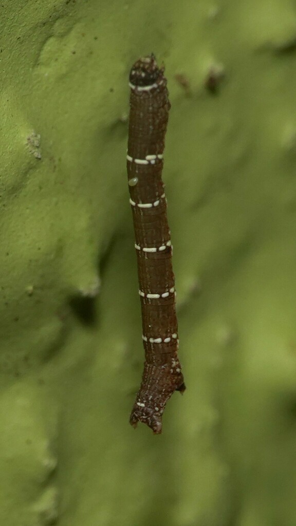 Black Looper from BNHS CEC on October 15, 2023 at 09:51 AM by Dinesh ...