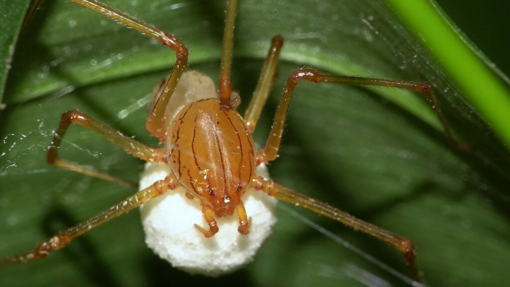Scytodes pallida from BNHS CEC on October 15, 2023 at 10:05 AM by Dinesh Sharma · iNaturalist