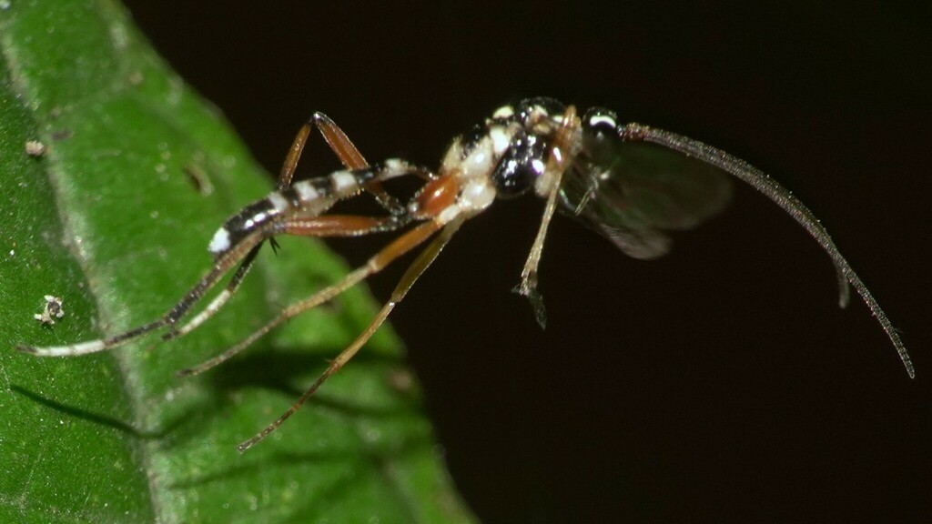 Leptobatopsis indica from BNHS CEC on October 15, 2023 at 10:08 AM by ...