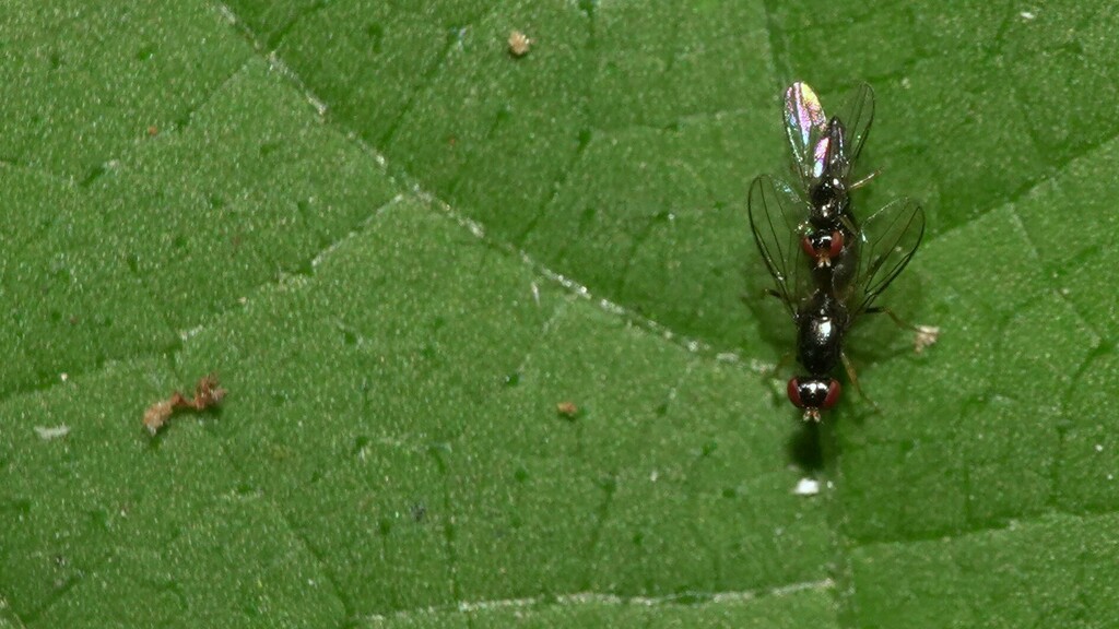Acalyptrate Flies from BNHS CEC on October 15, 2023 at 10:13 AM by ...