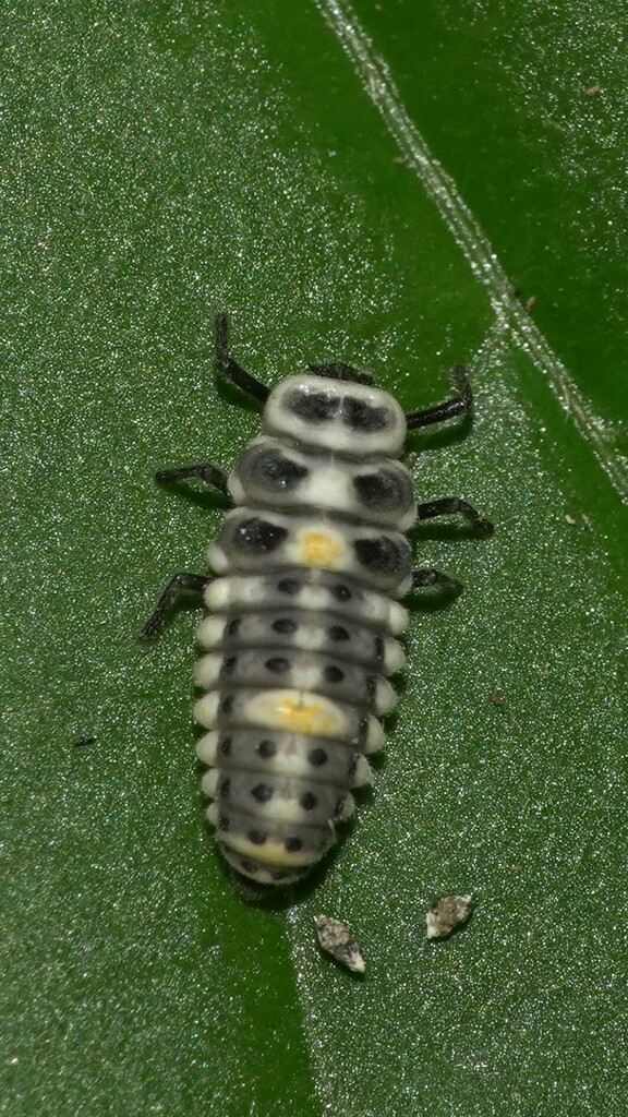 Calvia from BNHS CEC on October 15, 2023 at 10:29 AM by Dinesh Sharma ...