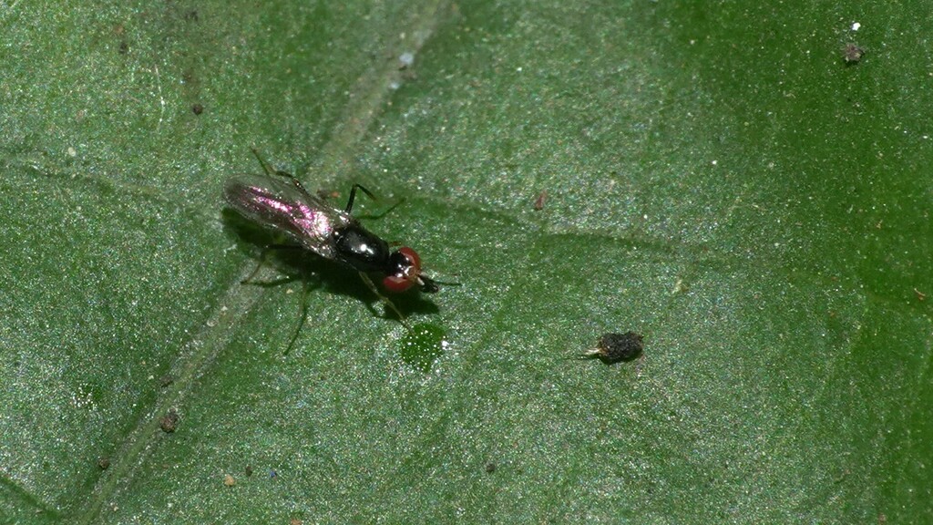 Acalyptrate Flies from BNHS CEC on October 15, 2023 at 10:51 AM by ...
