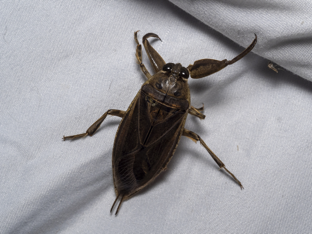 Uhler's Giant Water Bug from Ruskin, FL on October 20, 2023 at 10:09 PM ...
