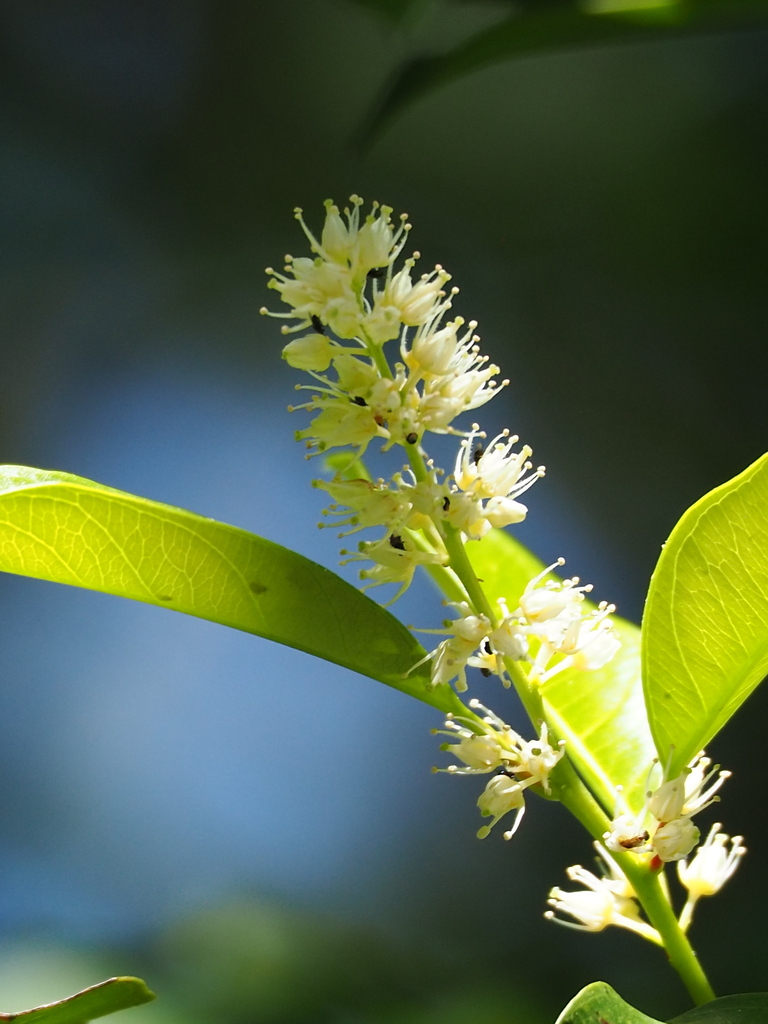 Itea oldhamii from 台灣臺北 on August 29, 2023 at 12:07 PM by 葉子 · iNaturalist
