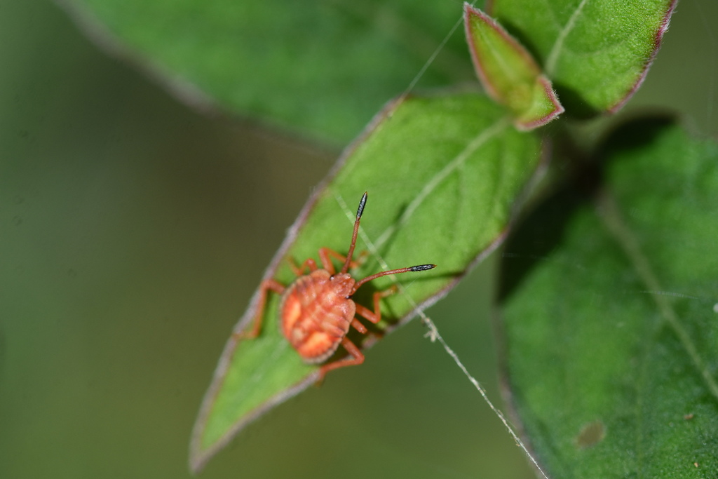 Eurostus validus in August 2022 by Karl Feng · iNaturalist