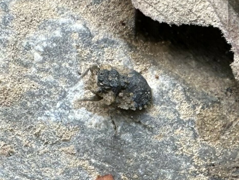 Big-eyed Toad Bug from Along Calvert Prong at Moss Branch, Blount ...