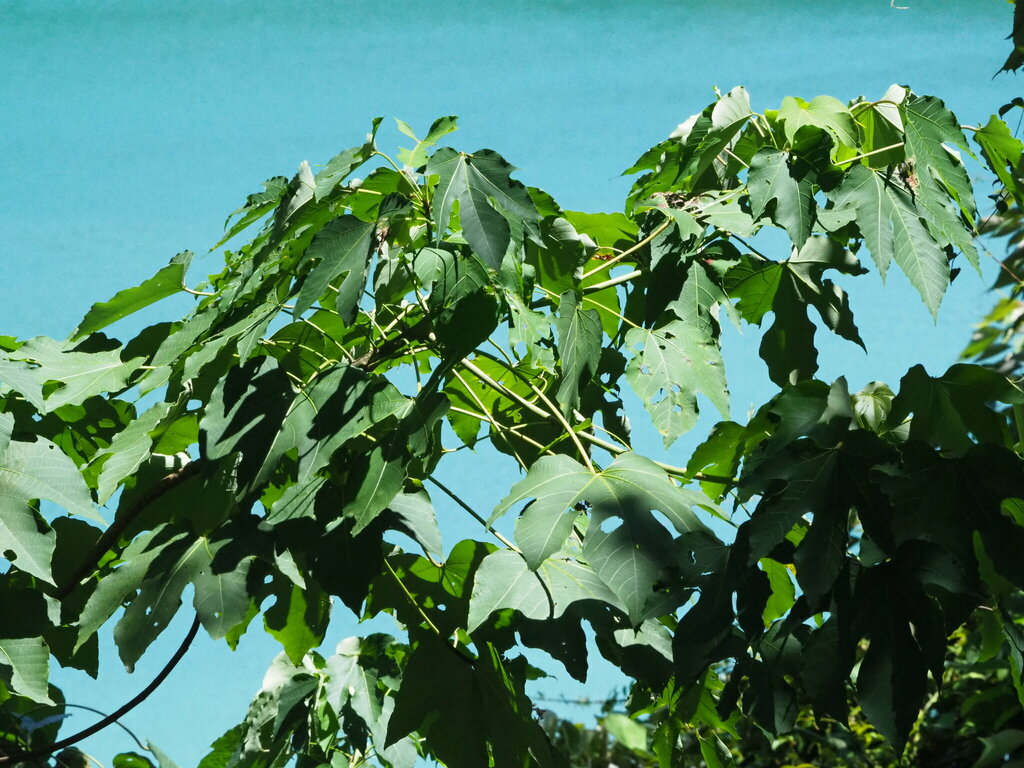 mu oil tree from 台灣臺北 on August 29, 2023 at 12:40 PM by 葉子 · iNaturalist