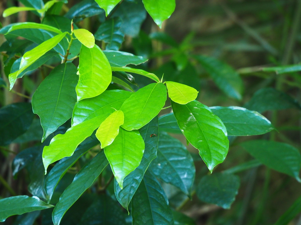 Ficus nervosa from 台灣臺北 on August 29, 2023 at 12:51 PM by 葉子 · iNaturalist