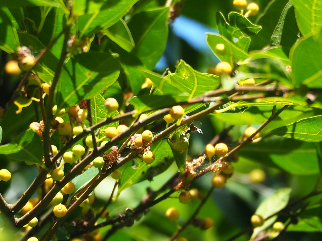 Ficus ampelos from 台灣臺北 on August 29, 2023 at 12:59 PM by 葉子 · iNaturalist