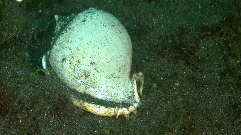 Grey Bonnet Snail from Lembeh Strait, Indonesia on September 10, 2023 ...
