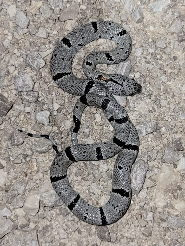Gray-banded Kingsnake in June 2023 by David Heckard · iNaturalist