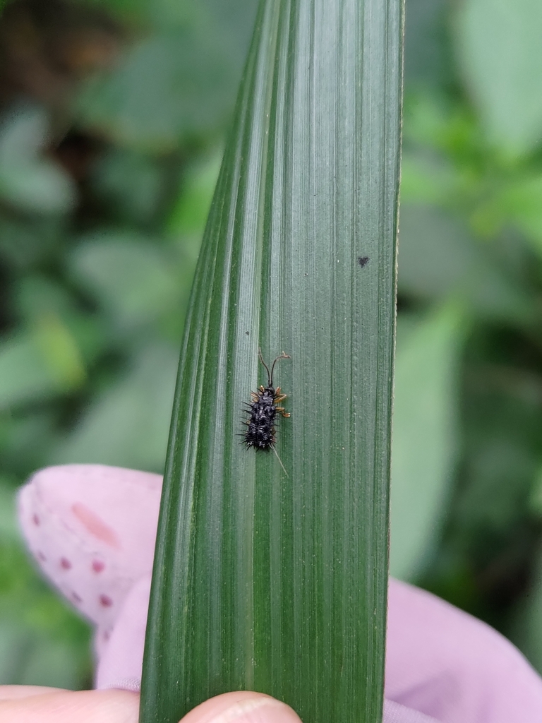 Dactylispa sauteri from Yulin, TW-TA, TW on October 21, 2023 at 02:11 ...