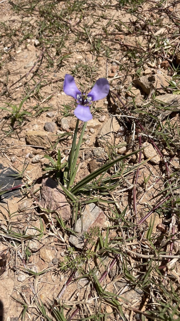 Prairie Nymph from Lavalleja, Lavalleja, UY on October 17, 2023 at 01: ...