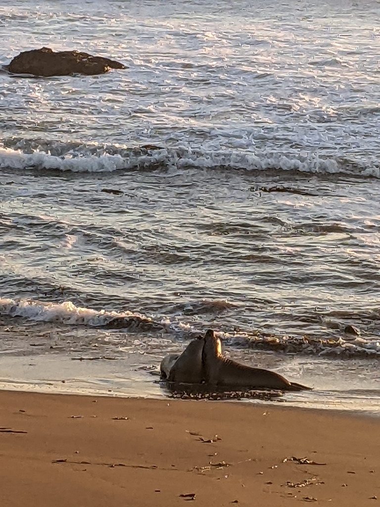 Northern Elephant Seal from Ragged Point, CA 93452, USA on October 20 ...