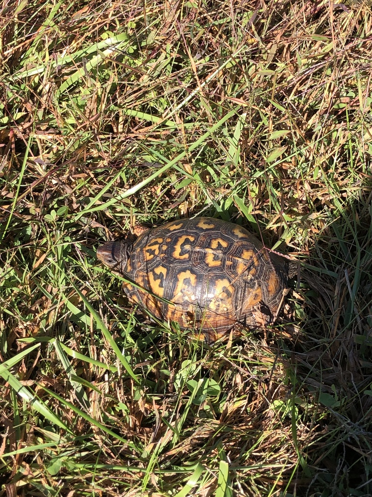 Common Box Turtle in October 2023 by jtredway · iNaturalist