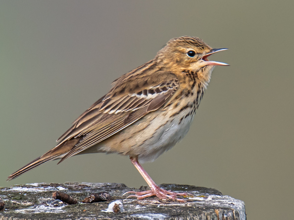 Tree Pipit (Birds of Argeș) · iNaturalist