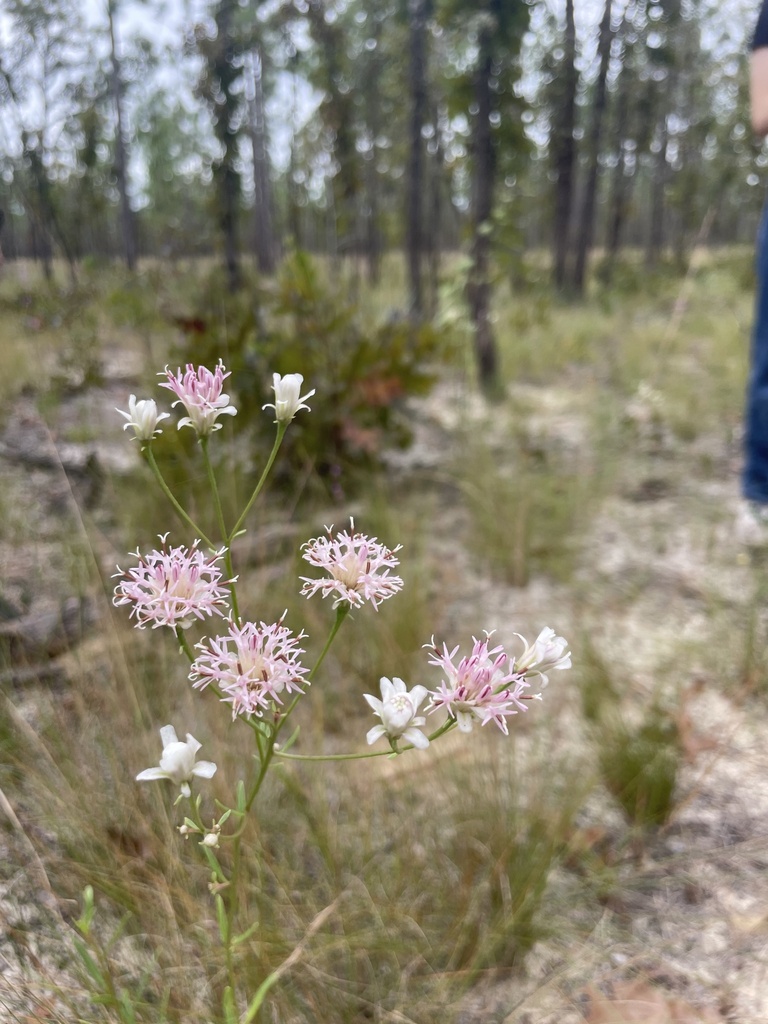 Coastalplain Palafox from Gold Head Branch State Park, Keystone Heights ...