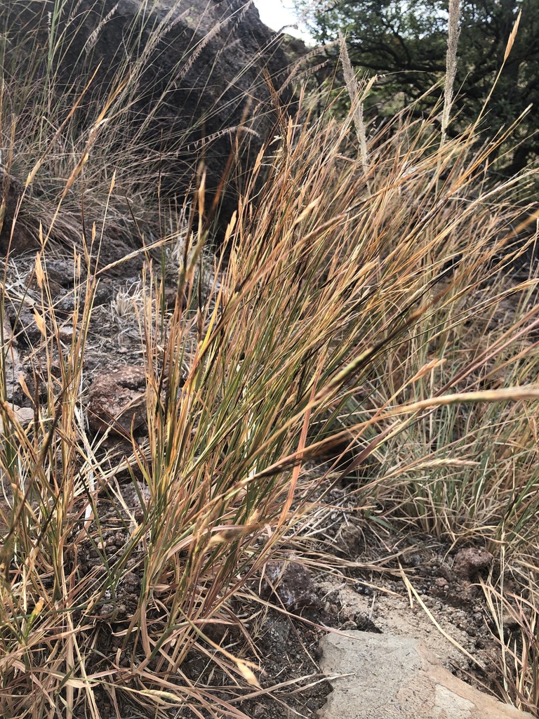 tanglehead from Fort Davis, TX, US on October 21, 2023 at 10:15 AM by ...