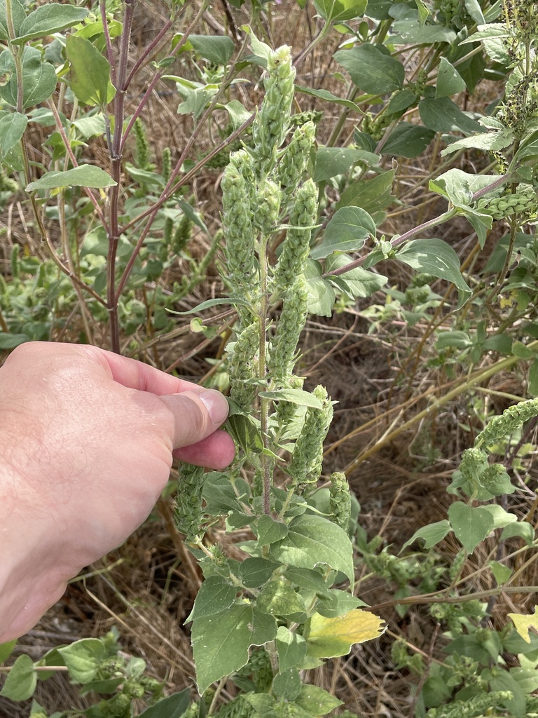 Sumpweed from Crowley, TX, US on October 21, 2023 at 10:19 AM by Josh ...