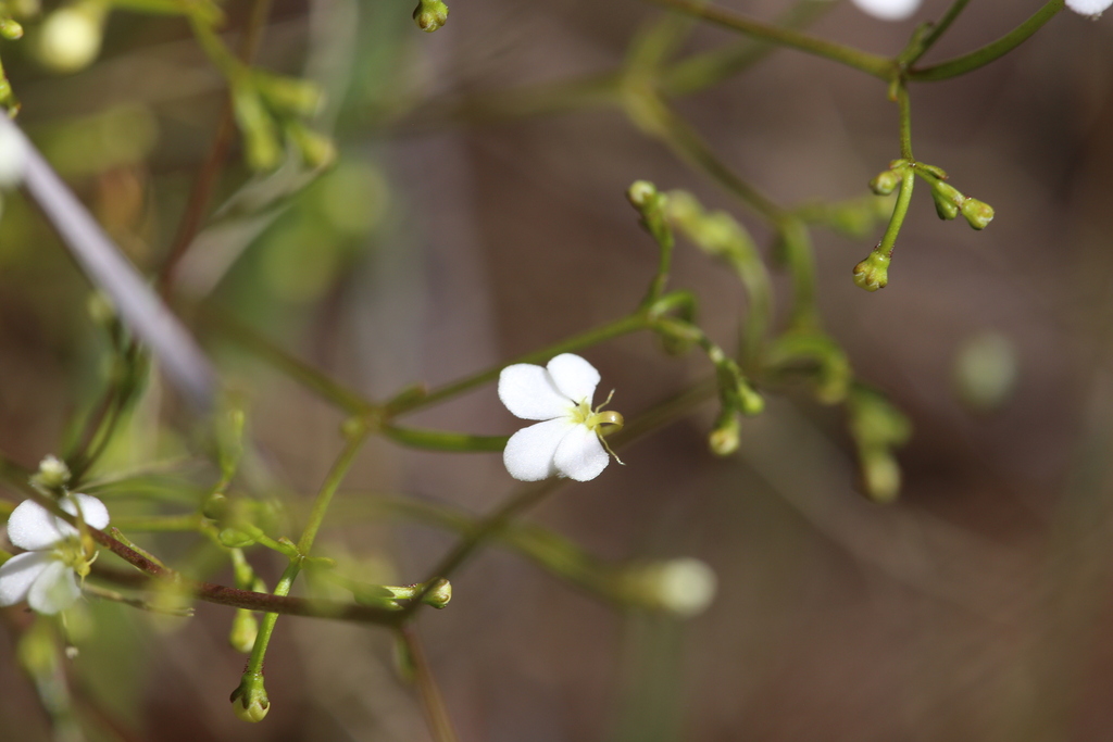 Daddy-long-legs (Stylidium divaricatum) - Botanical Realm