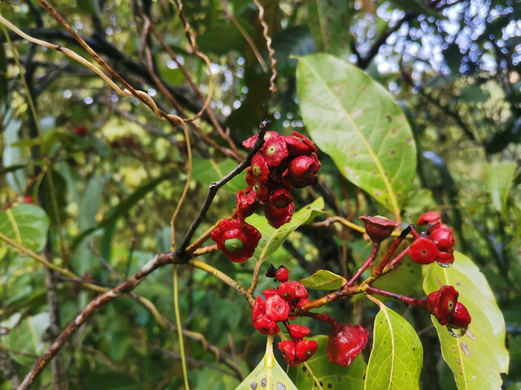 Licaria from 71016 Oax., México on October 21, 2023 at 08:45 AM by ...