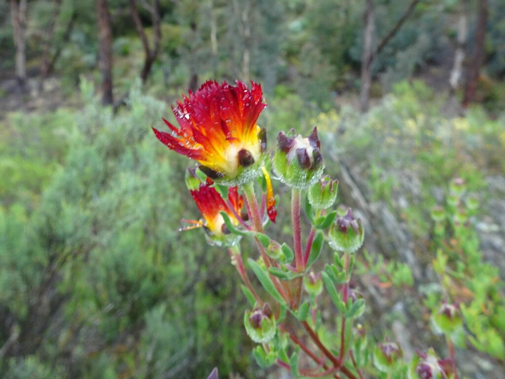 Sunset Dewfig from Barrydale, 6750, South Africa on September 25, 2023 ...