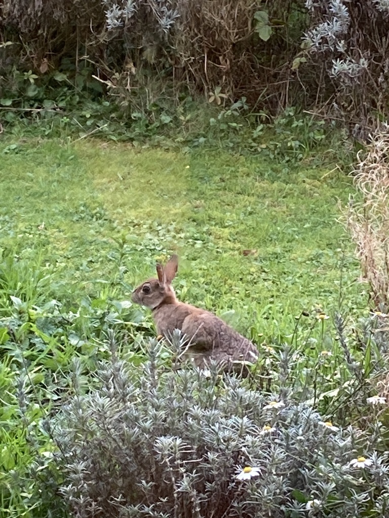 European Rabbit from Chester Zoo, Chester, England, GB on October 21 ...
